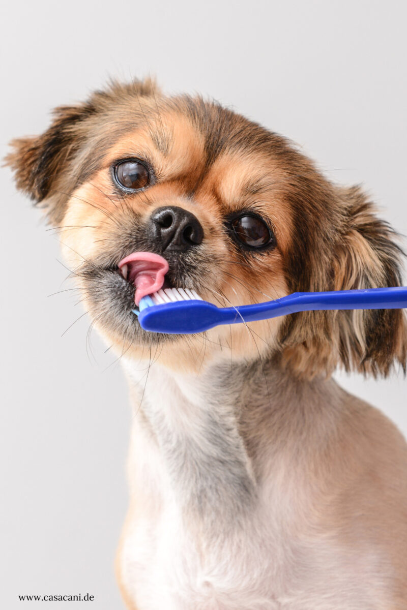 Zahnpflege beim Hund und was du wissen solltest - Casa Cani